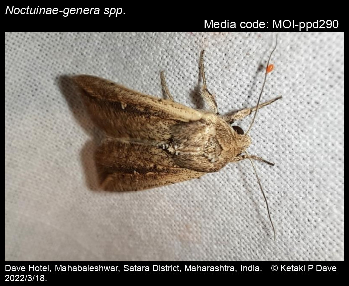 Noctuinae-genera spp. | Moths